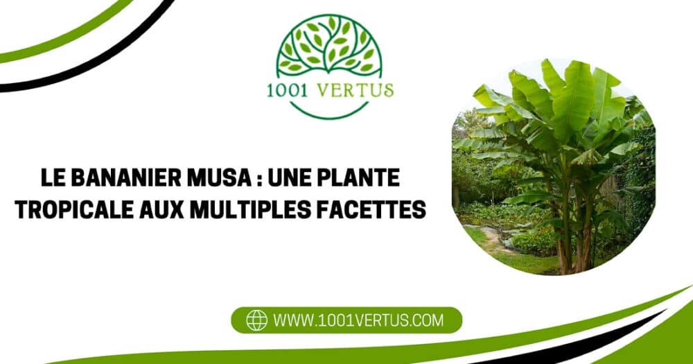 Bananier Musa | Partons à la découverte de cette plante tropicale